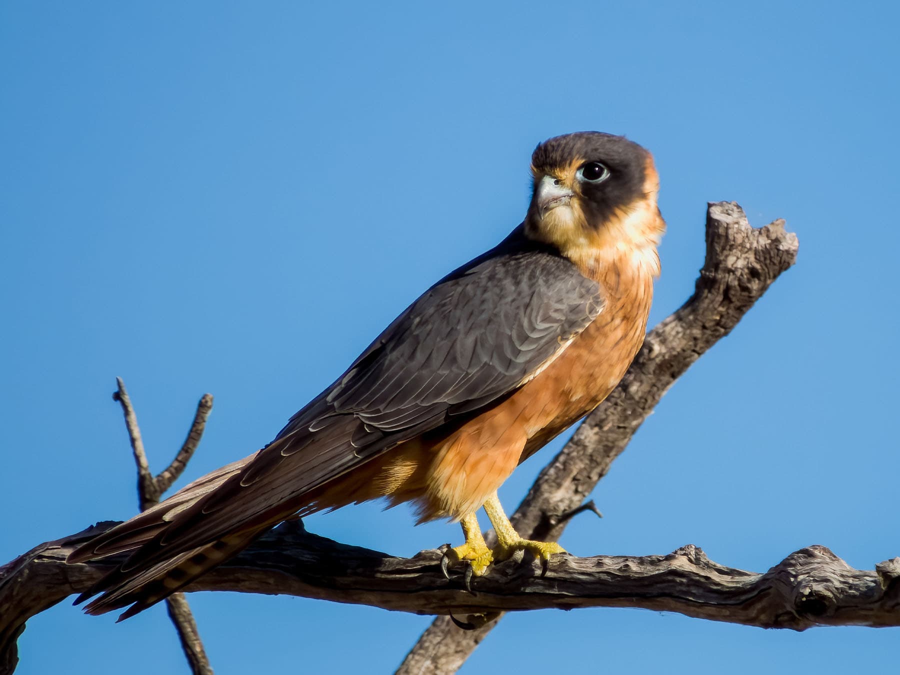Australian Hobby | Birdfact