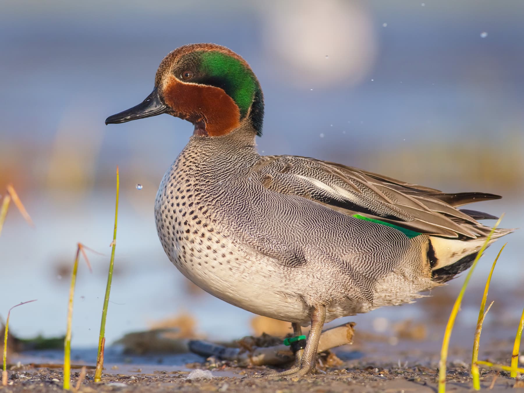 Eurasian Teal | Birdfact
