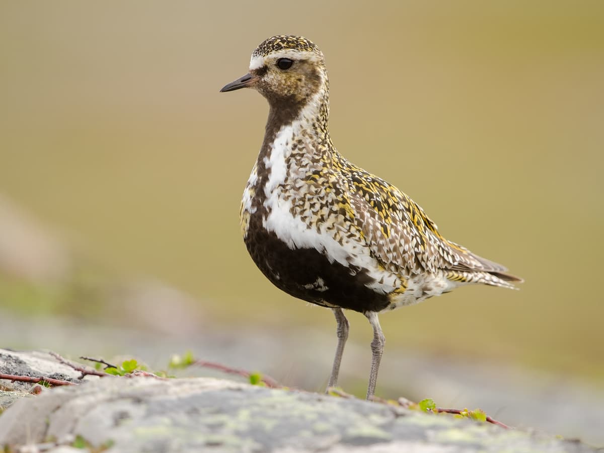Golden Plover | Birdfact
