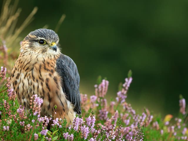 Merlin | Birdfact